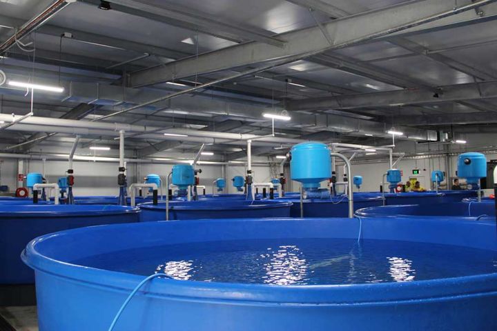 Tasmanian Eel Exporters – Eel Grow Out RAS - Fresh by Design