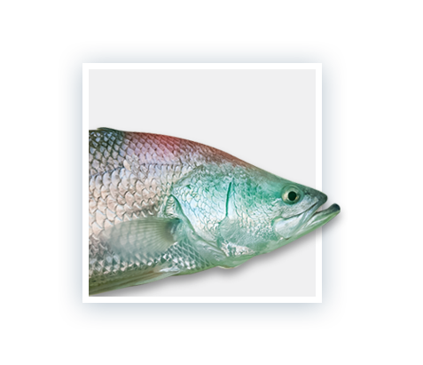 Aquaculture Products, Equipment and Systems | Fresh by Design