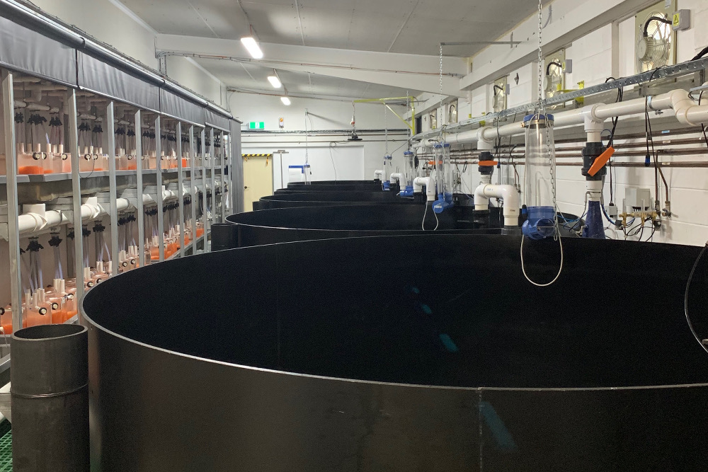 Tasmanian Salmon Selective Breeding Facility - Fresh by Design