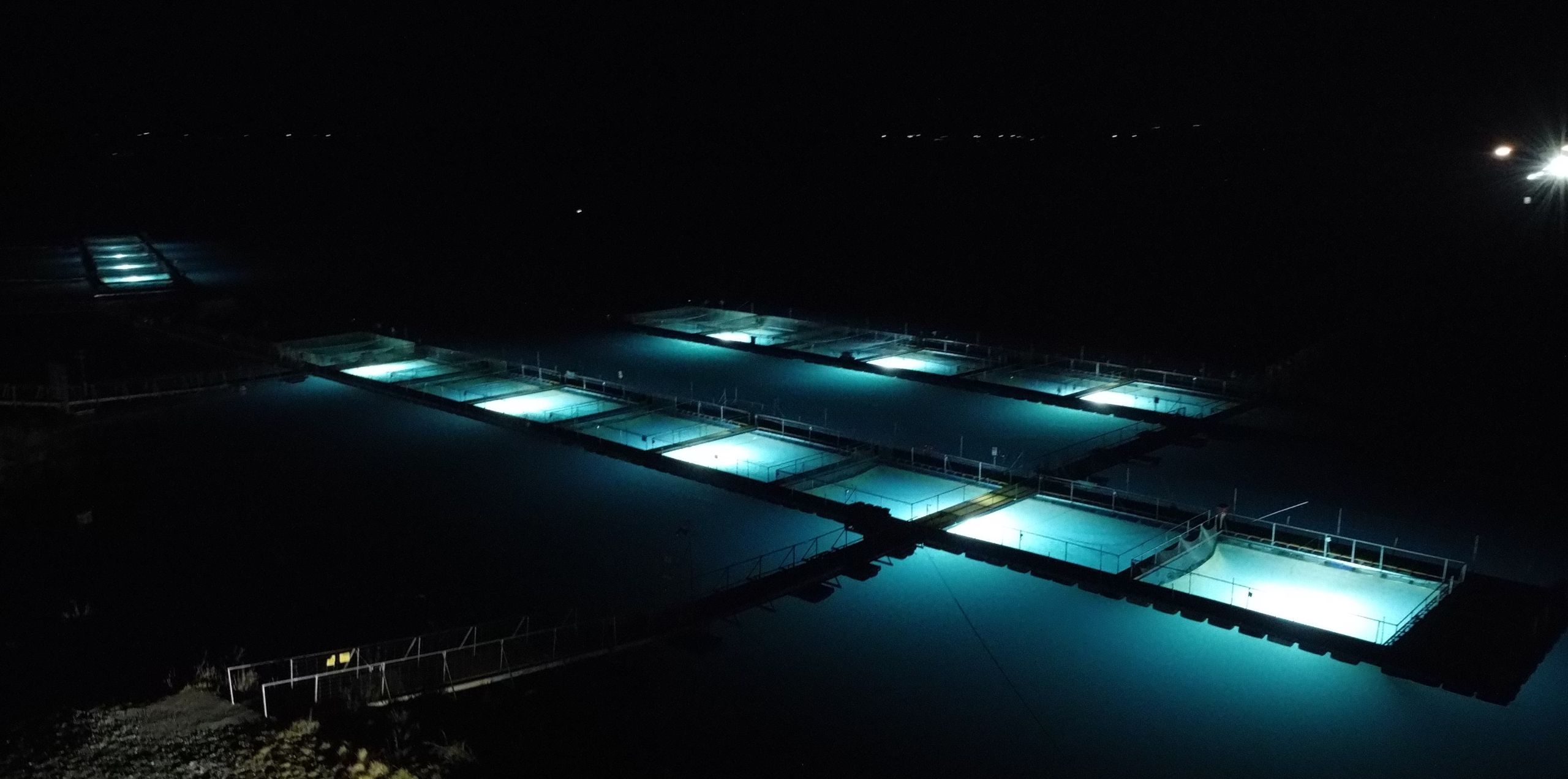 Southern Salmon Lights - Fresh by Design